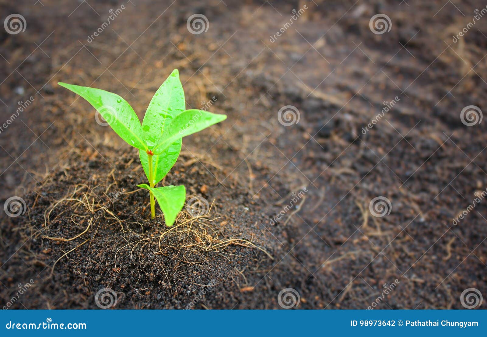Close Up of a Young Plant Sprouting from the Ground Stock Photo - Image ...
