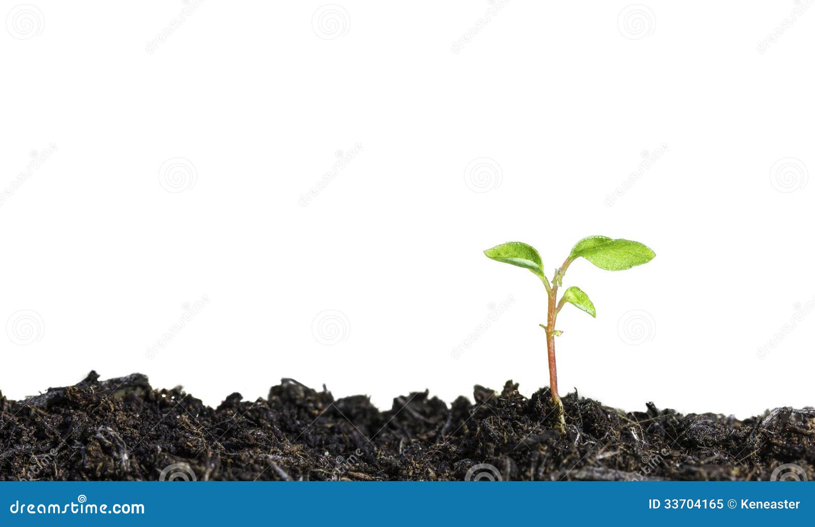 Close Up of a Young Plant Sprouting from the Ground on White Background ...