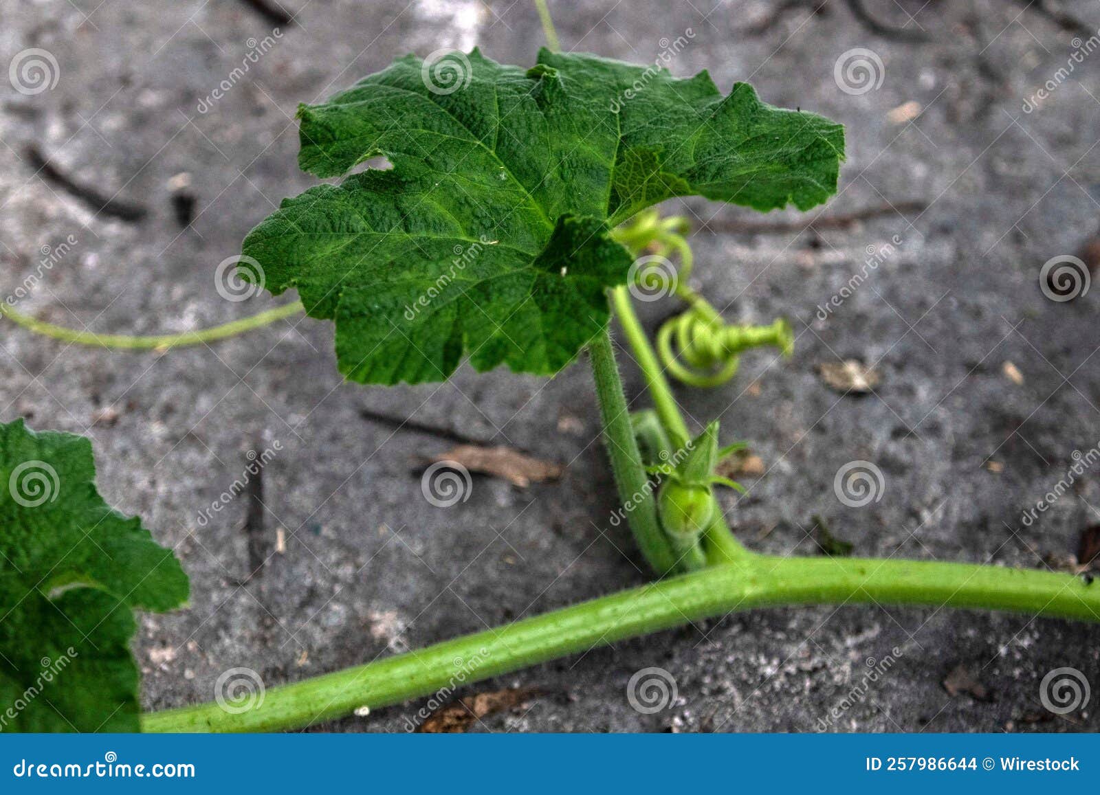 Close Up of a Young Pumpkin Plant on the Ground Stock Photo - Image of ...
