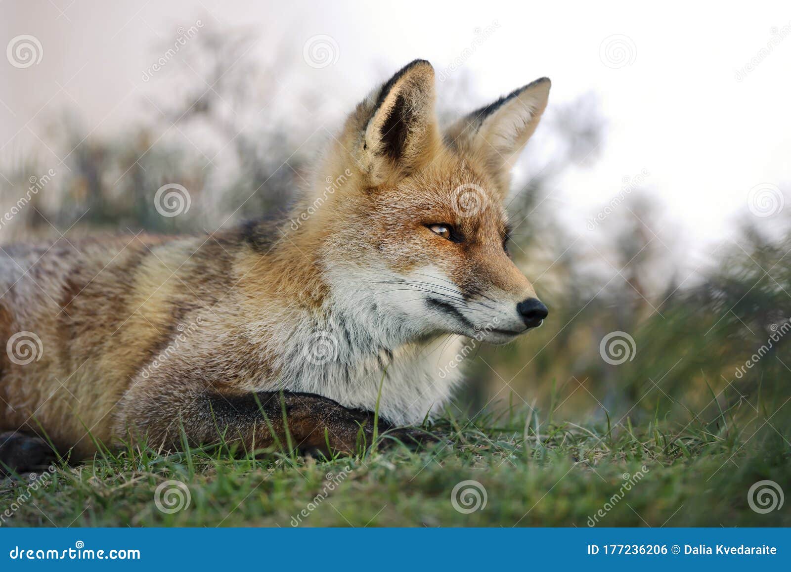 Close Up of a Young Red Fox Lying on Grass Stock Photo - Image of foxes ...