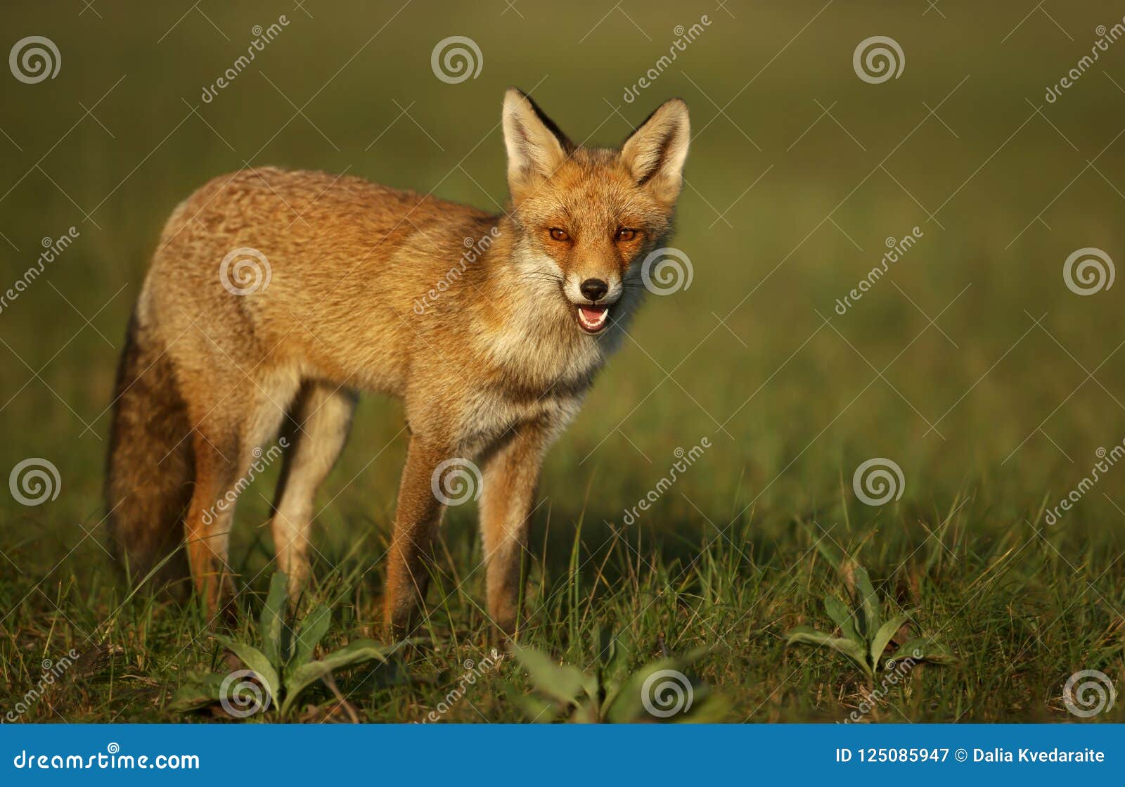 Close Up of a Young Red Fox Standing on the Grass Stock Image - Image ...