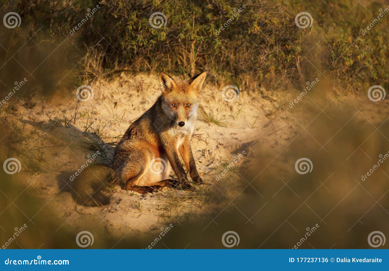 Close Up of a Young Red Fox at Sunset Stock Photo - Image of outdoor ...