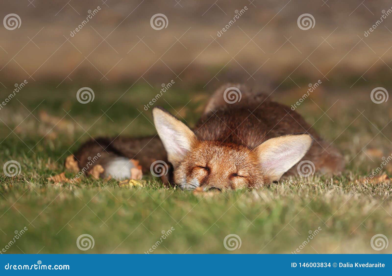 Close Up of a Young Red Fox Taking a Nap Stock Photo - Image of cute ...