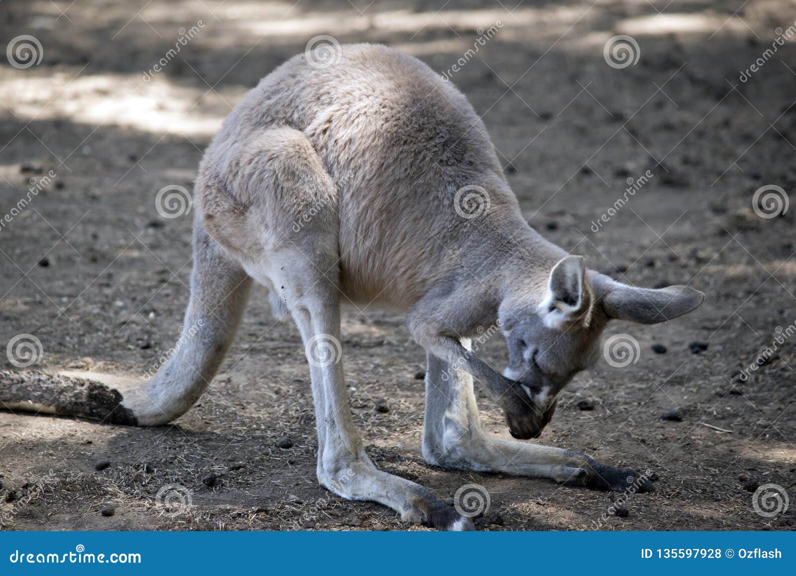 Young red kangaroo stock photo. Image of brown, black - 135597928