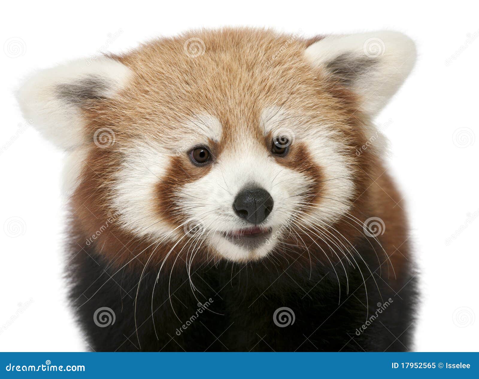 179 Red Panda Front View Photos - Free & Royalty-Free Stock Photos from ...