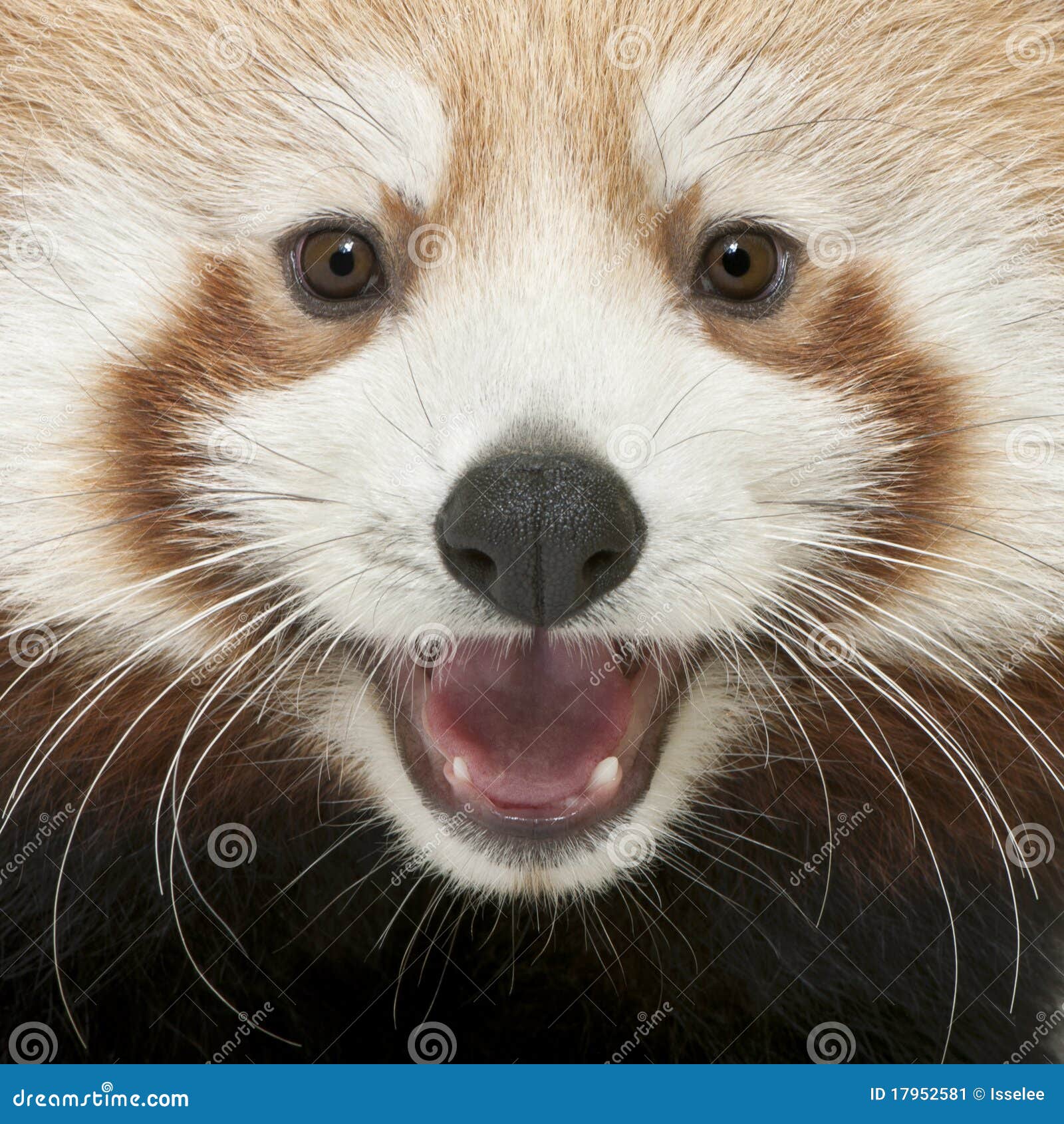 Close-up of Young Red Panda or Shining Cat Stock Image - Image of ...