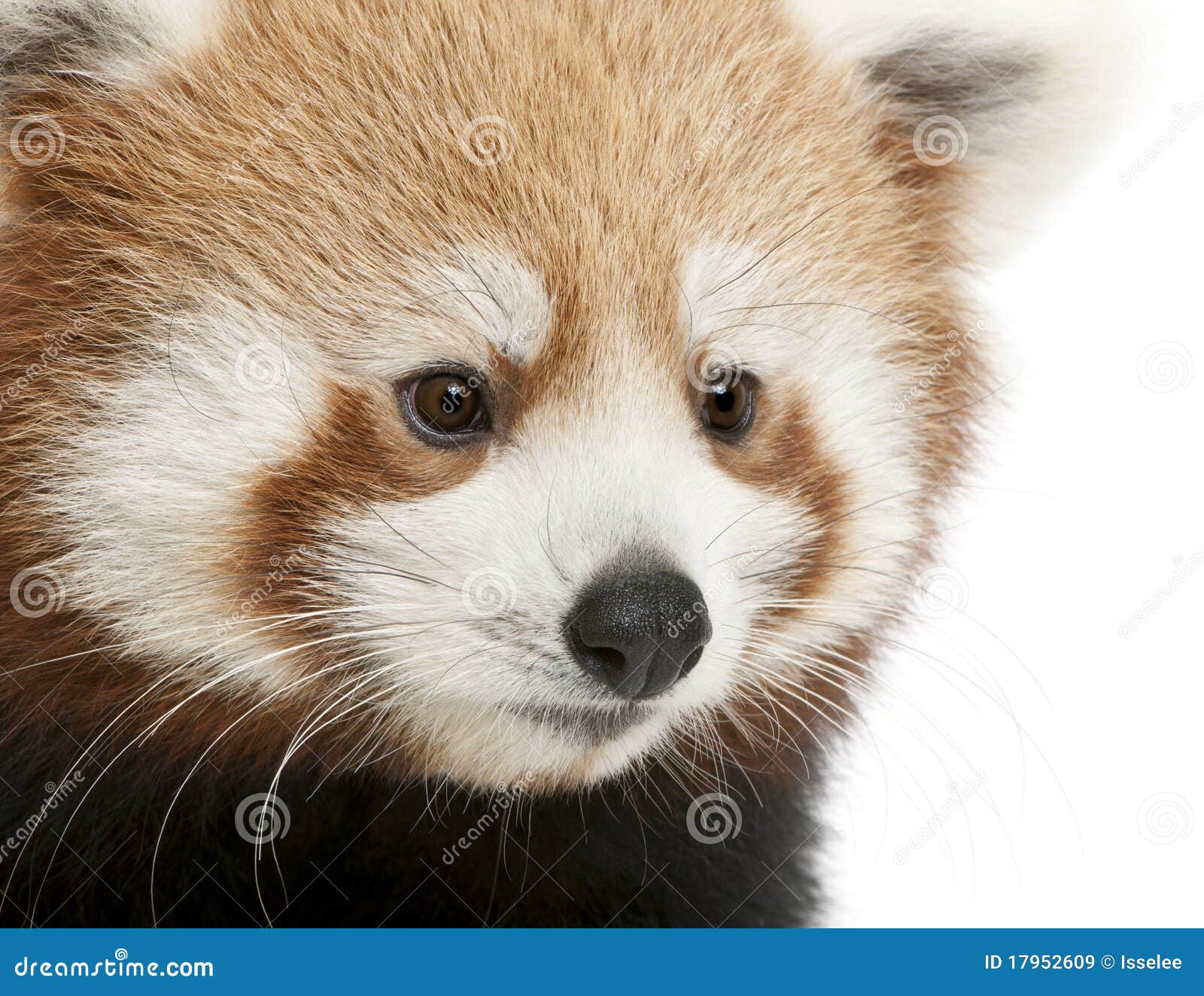 Close-up Of Young Red Panda Or Shining Cat Royalty Free Stock Images ...