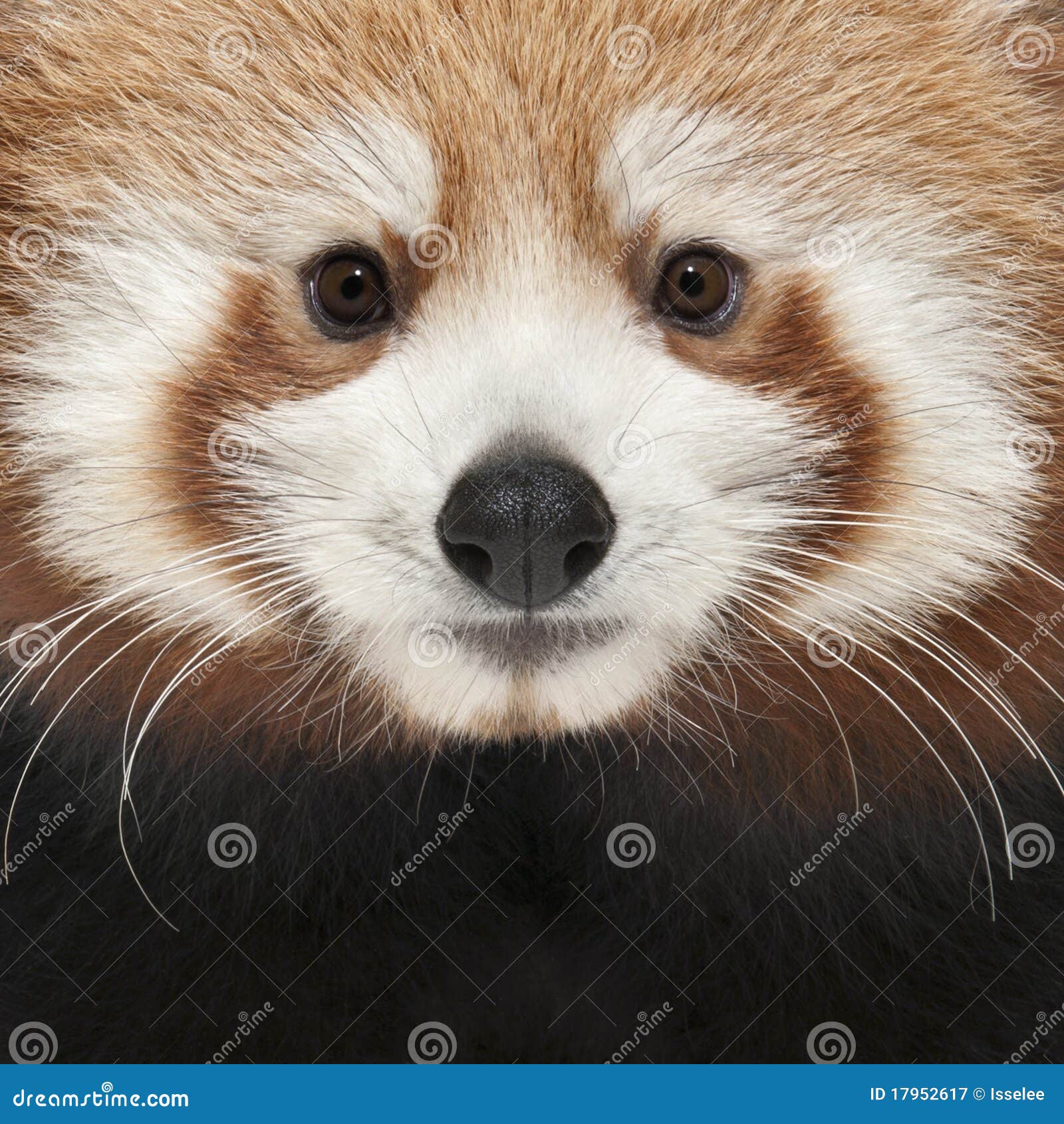 Close-up of Young Red Panda or Shining Cat Stock Image - Image of close ...