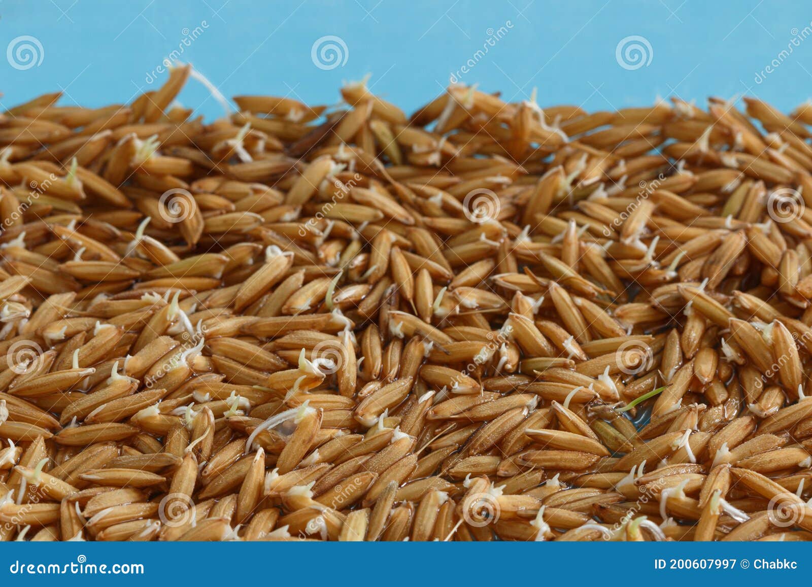 Close Up, Young Rice Plants Stock Image - Image of rice, floor: 200607997