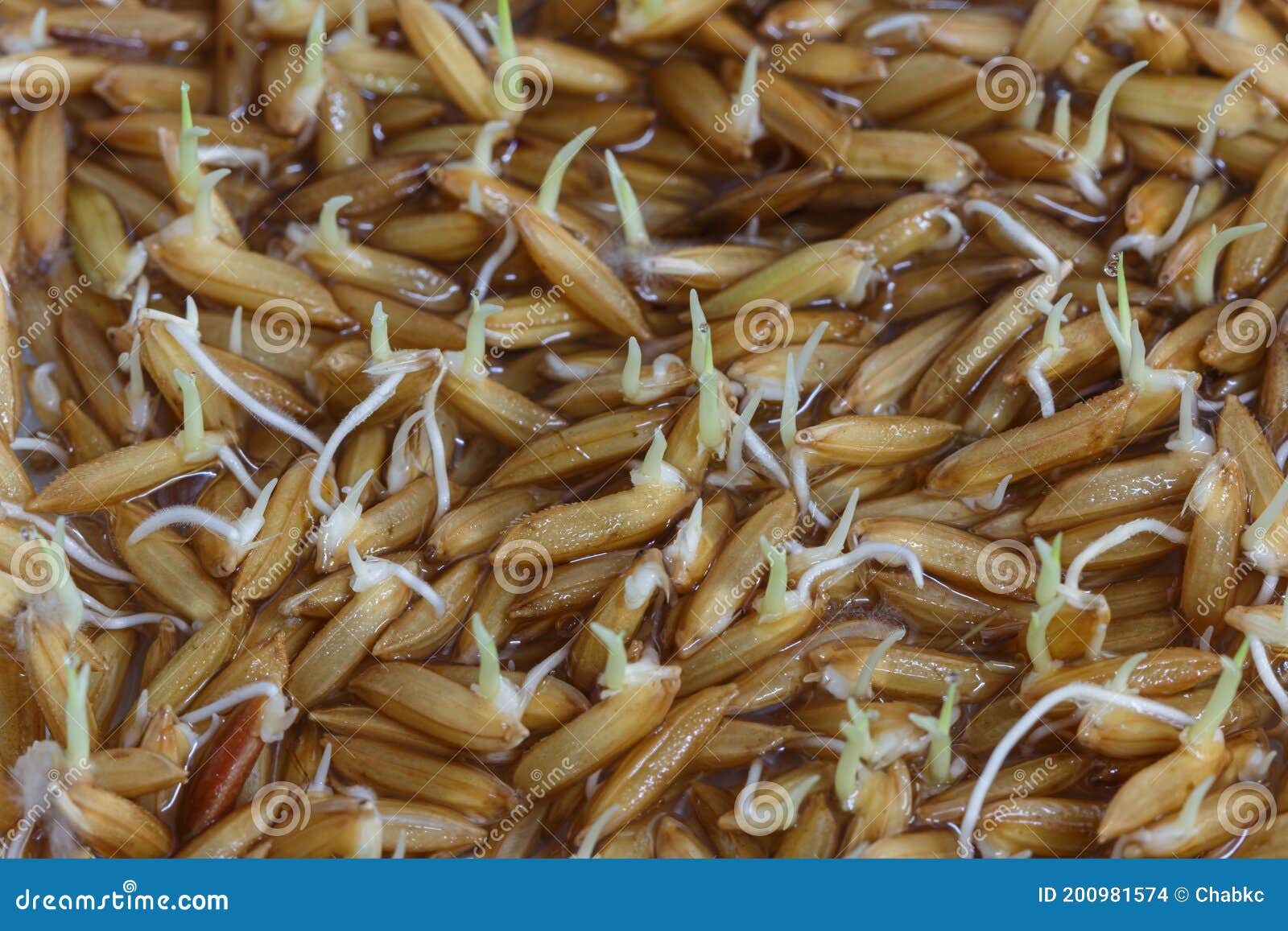 Young Rice Plants that are Germinating and Growing Stock Photo - Image ...