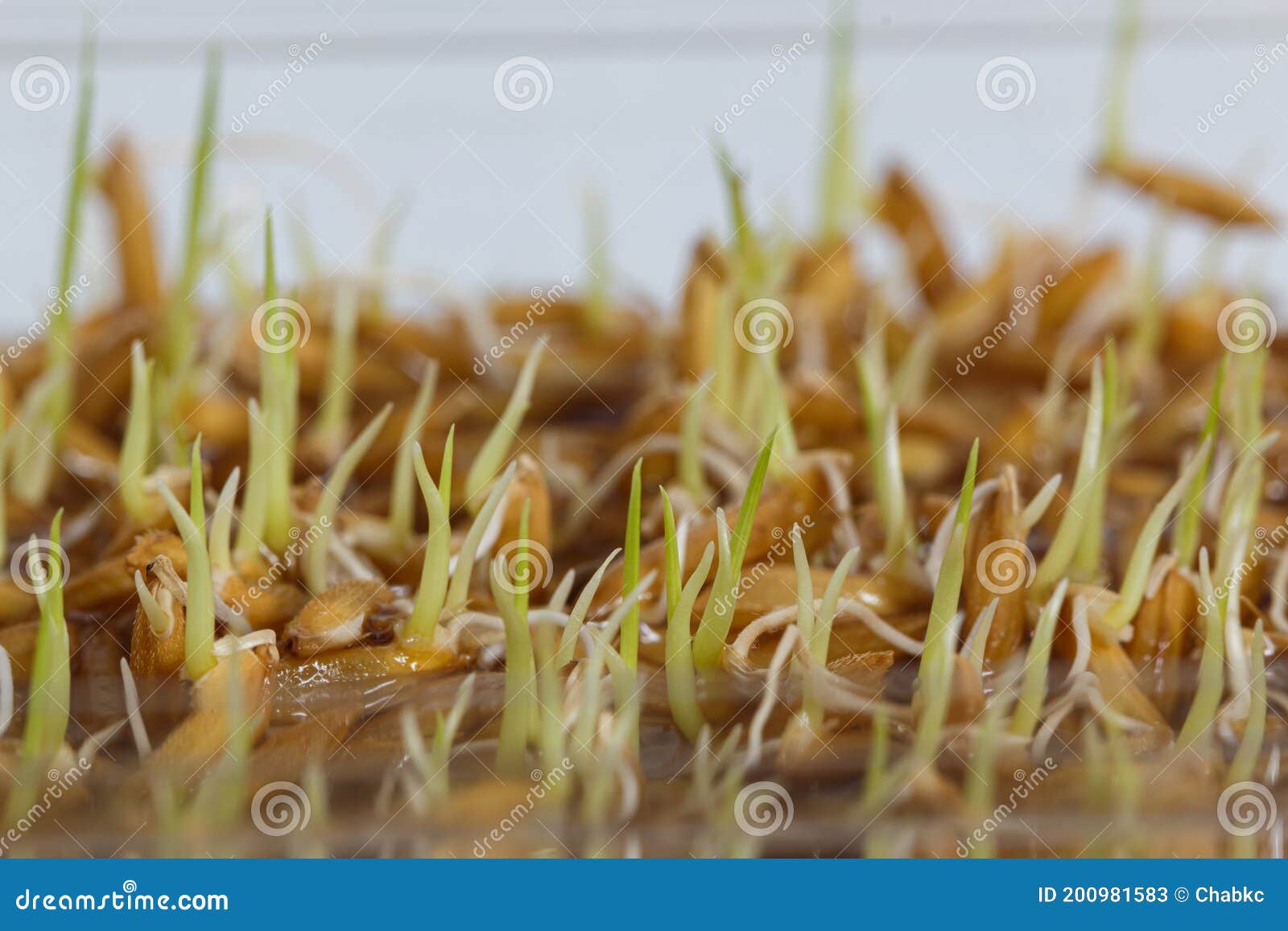 Young Rice Plants that are Germinating and Growing Stock Image - Image ...