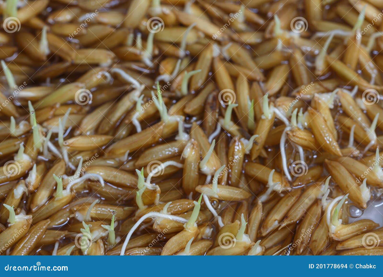 Young Rice Plants that are Germinating and Growing Stock Photo - Image ...
