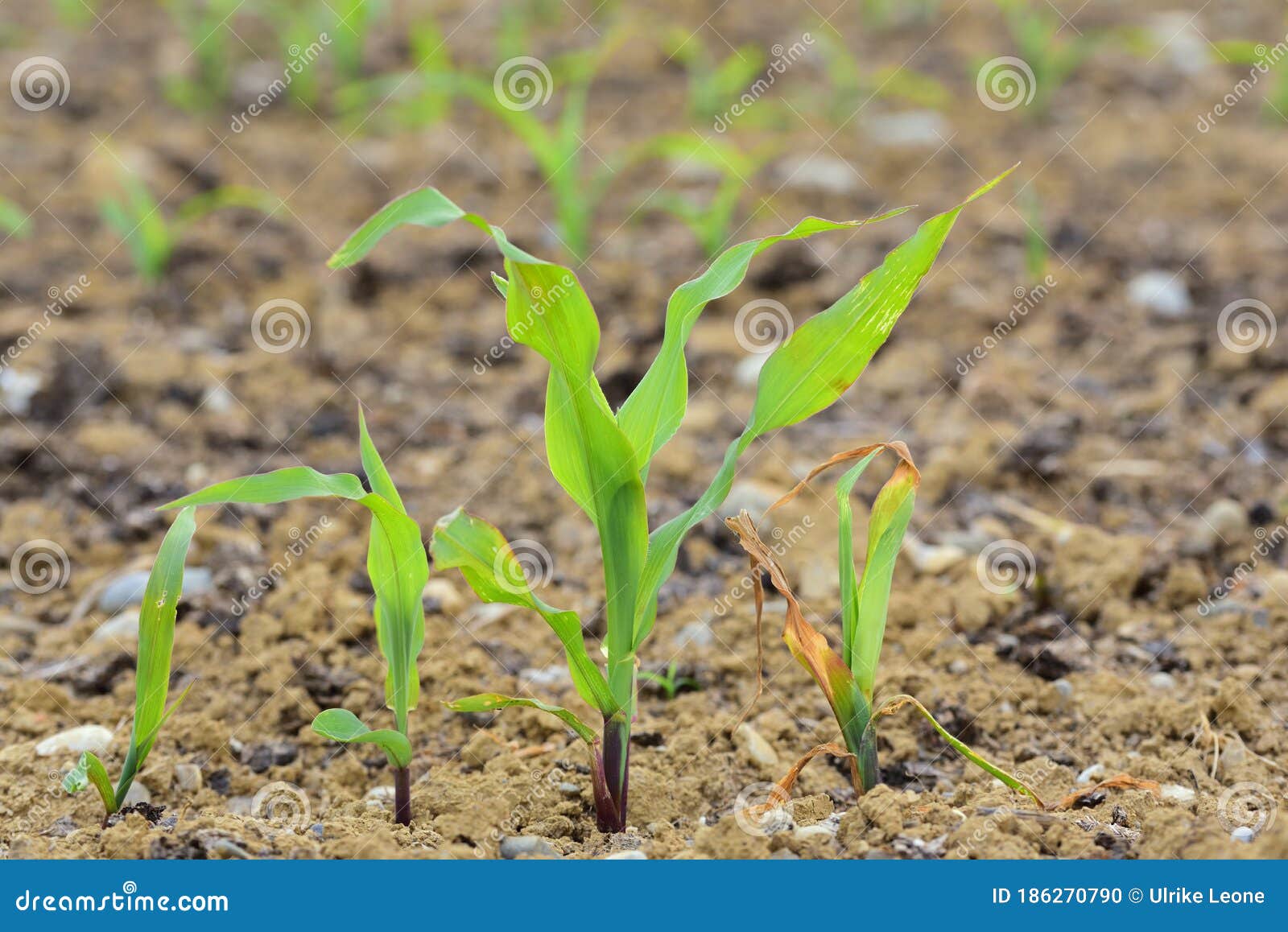 Close-up of Young Small Corn Plants Growing on the Arid Earth Stock ...