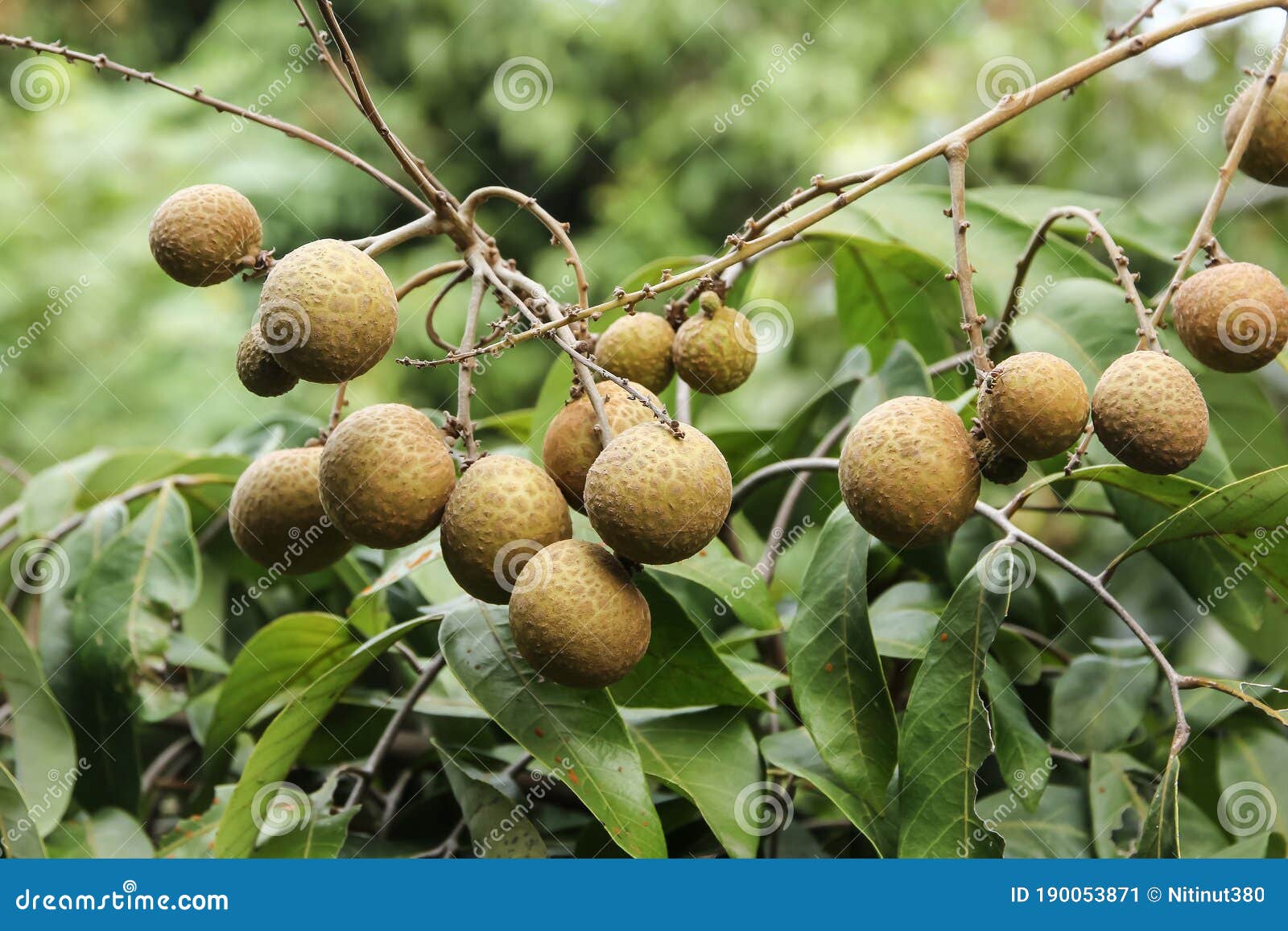 Close Up of Young Small Longan Fruit Stock Image - Image of natural ...