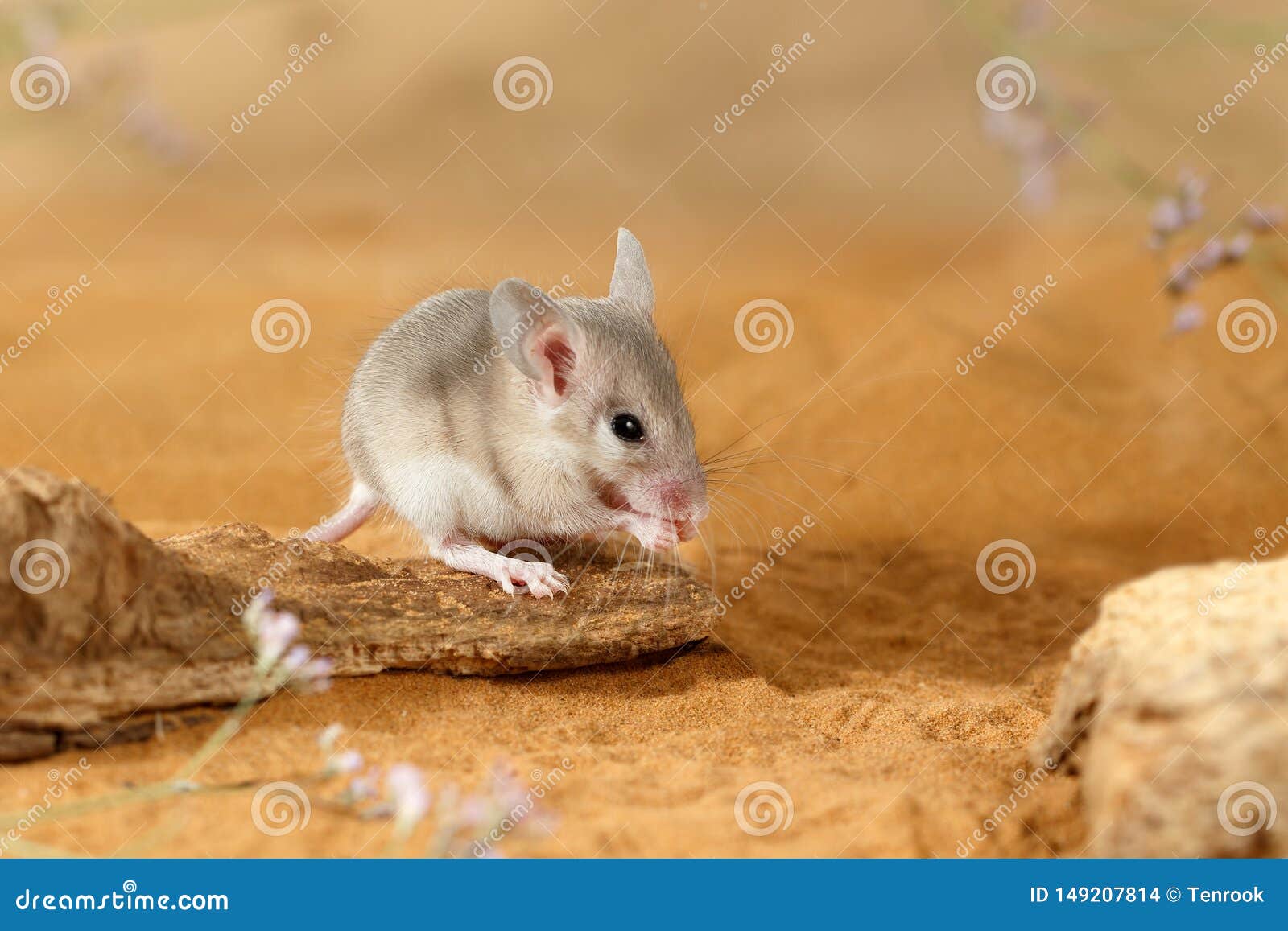 Close Up Of Spiny, Leafing Ocotillo Plants During The Spring California ...
