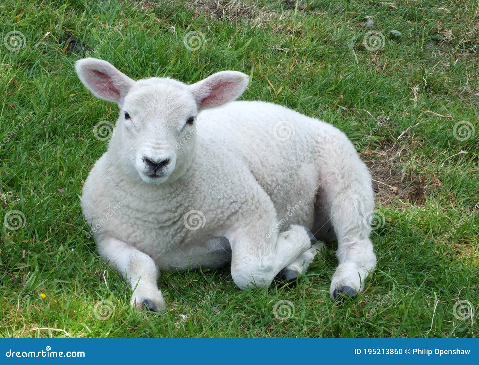 Close Up of a Young Spring Lamb Sitting in a Field Stock Photo - Image ...