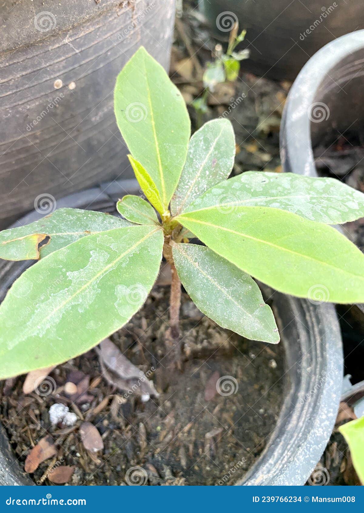 Young Terminalia Catappa Tree on the Ground Stock Photo - Image of ...