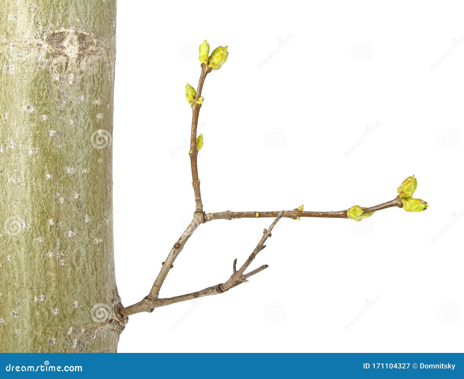 Close Up of Young Tree Branch on White Background Stock Image - Image ...
