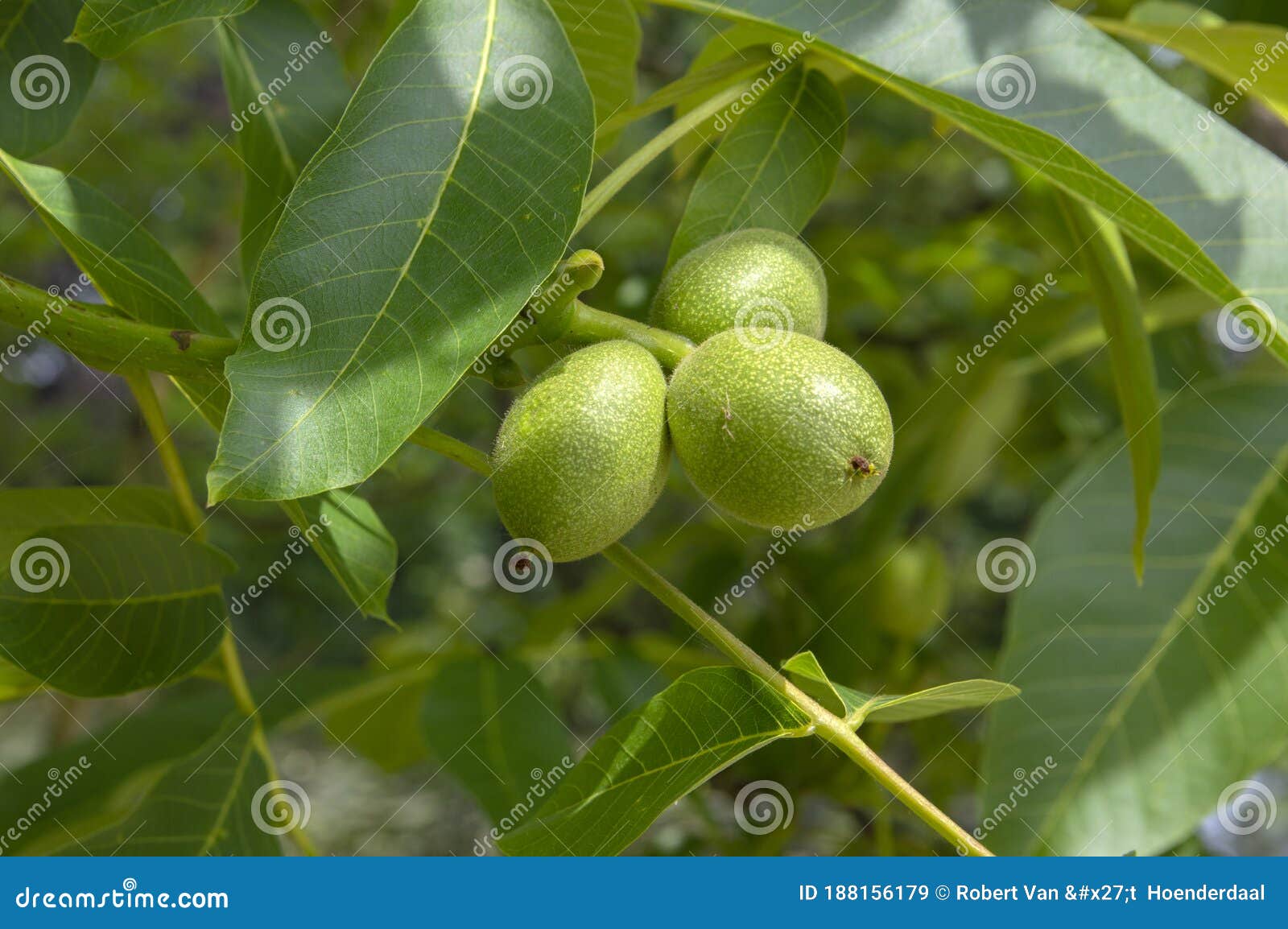 Close Up of a Young Walnut Tree Stock Image - Image of name, nature ...