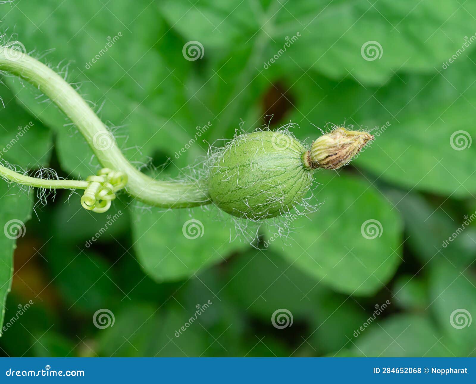 Close Up of Young Watermelon Fruit Stock Photo - Image of juicy, growth ...