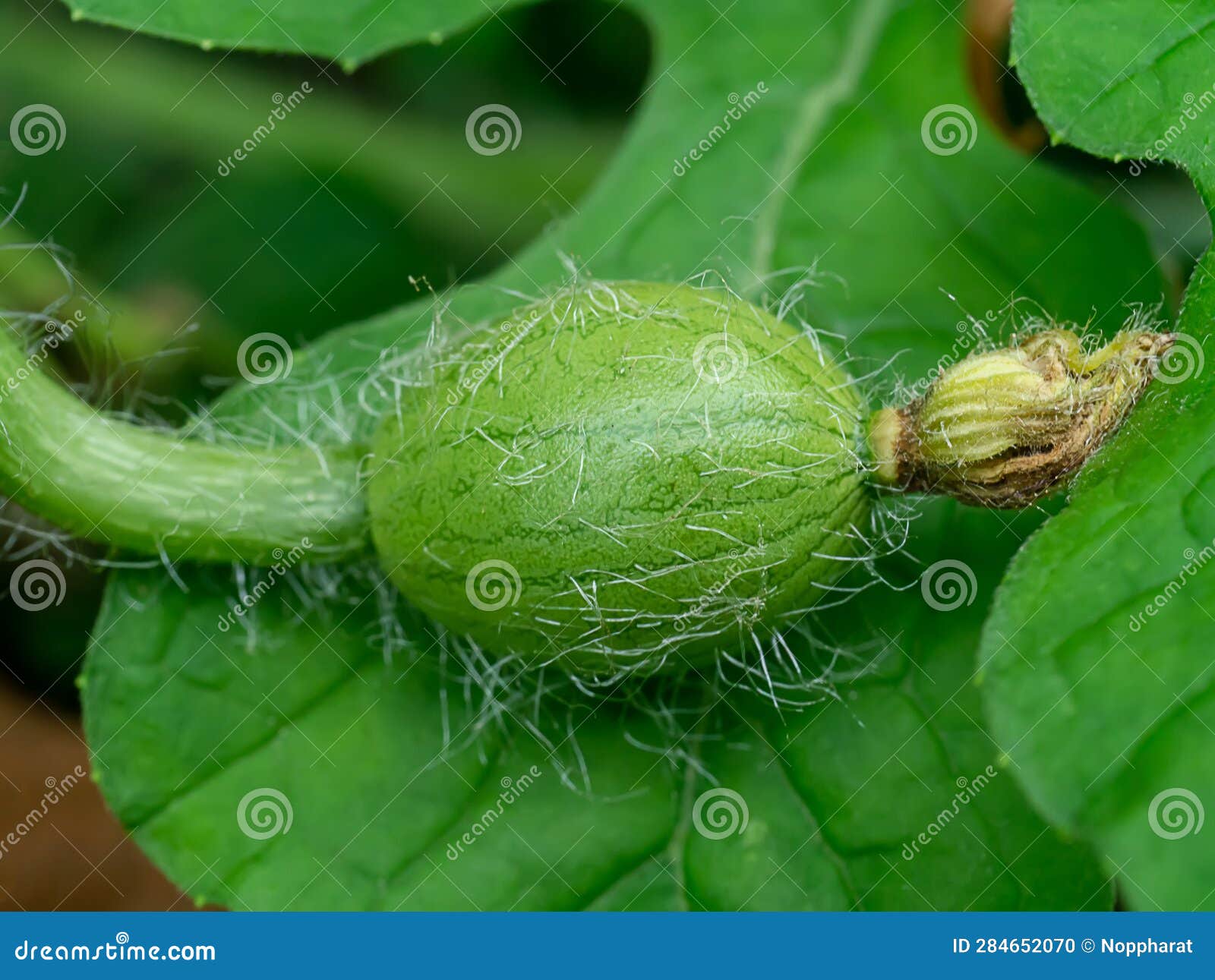 Close Up of Young Watermelon Fruit Stock Photo - Image of growing ...