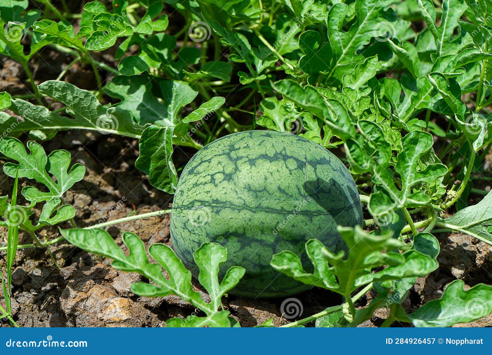 Close Up of Young Watermelon Fruit Stock Image - Image of fruit ...