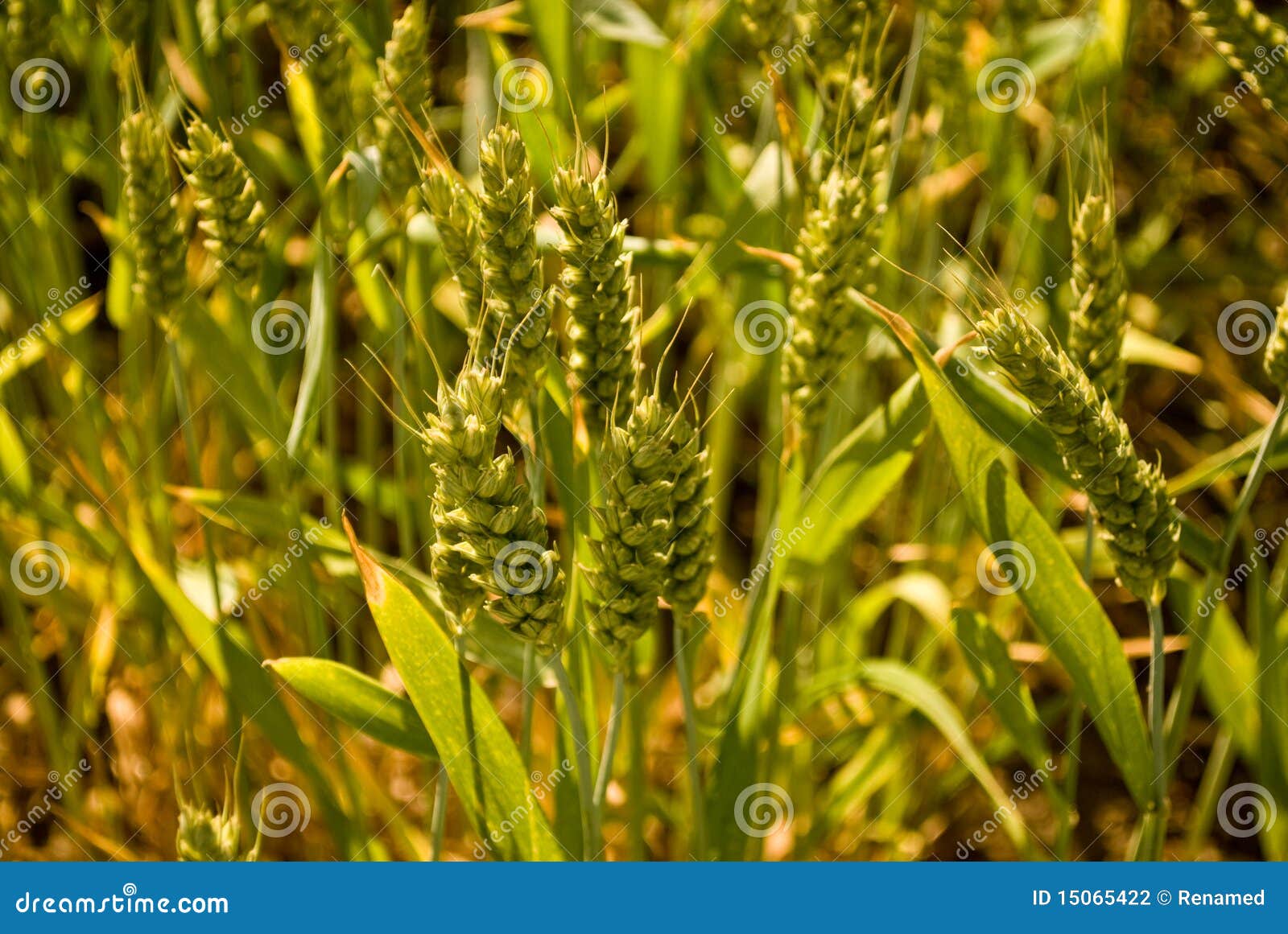 Close up of young wheat stock photo. Image of baking - 15065422