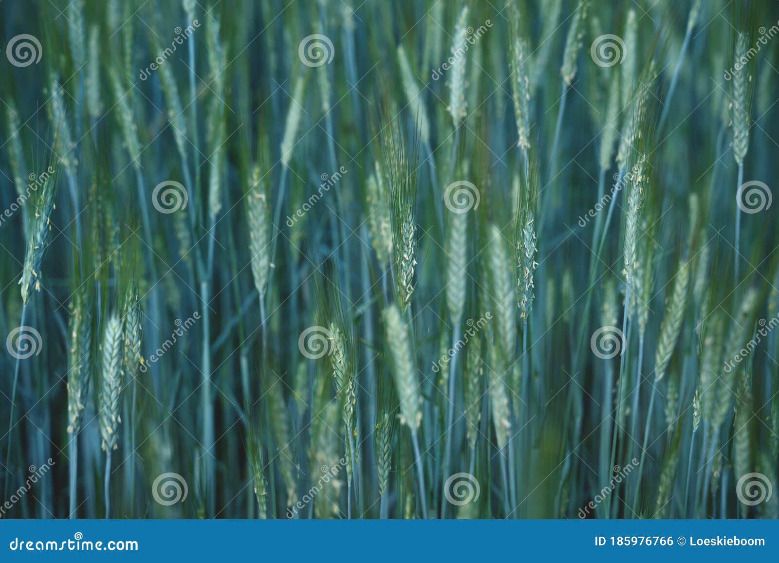 Close Up of Young Wheat Stems with Blue Tint and Blurred Background ...
