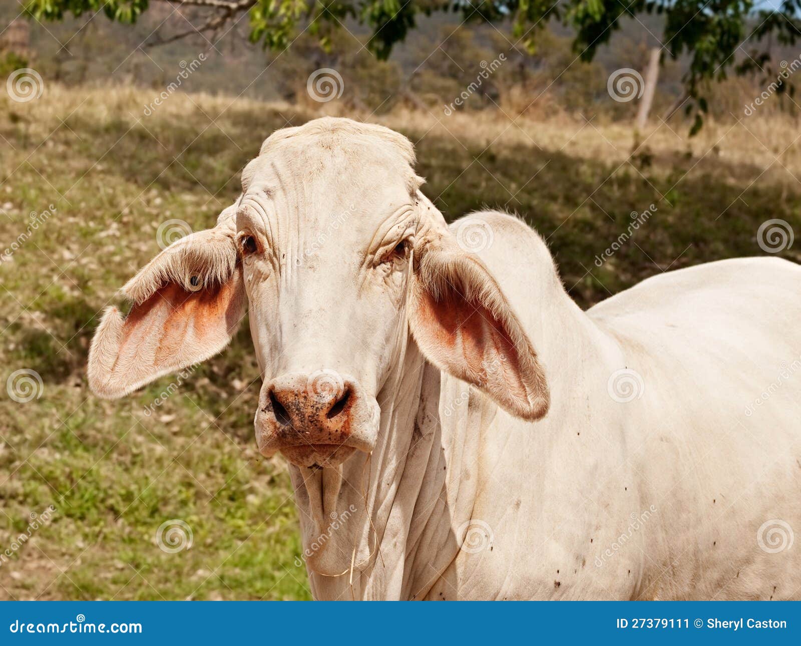 Close Up of Young White Brahman Cow on Ranch Stock Image - Image of ...