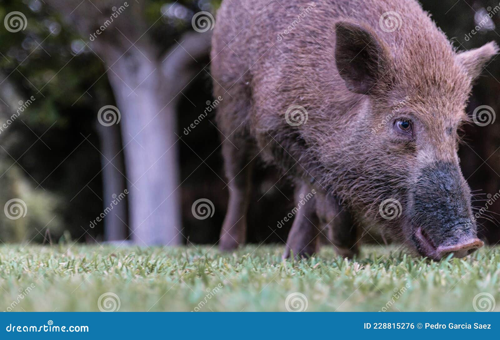 Close-up of Young Wild Boar Eating on Green Grass Under a Tree Stock ...