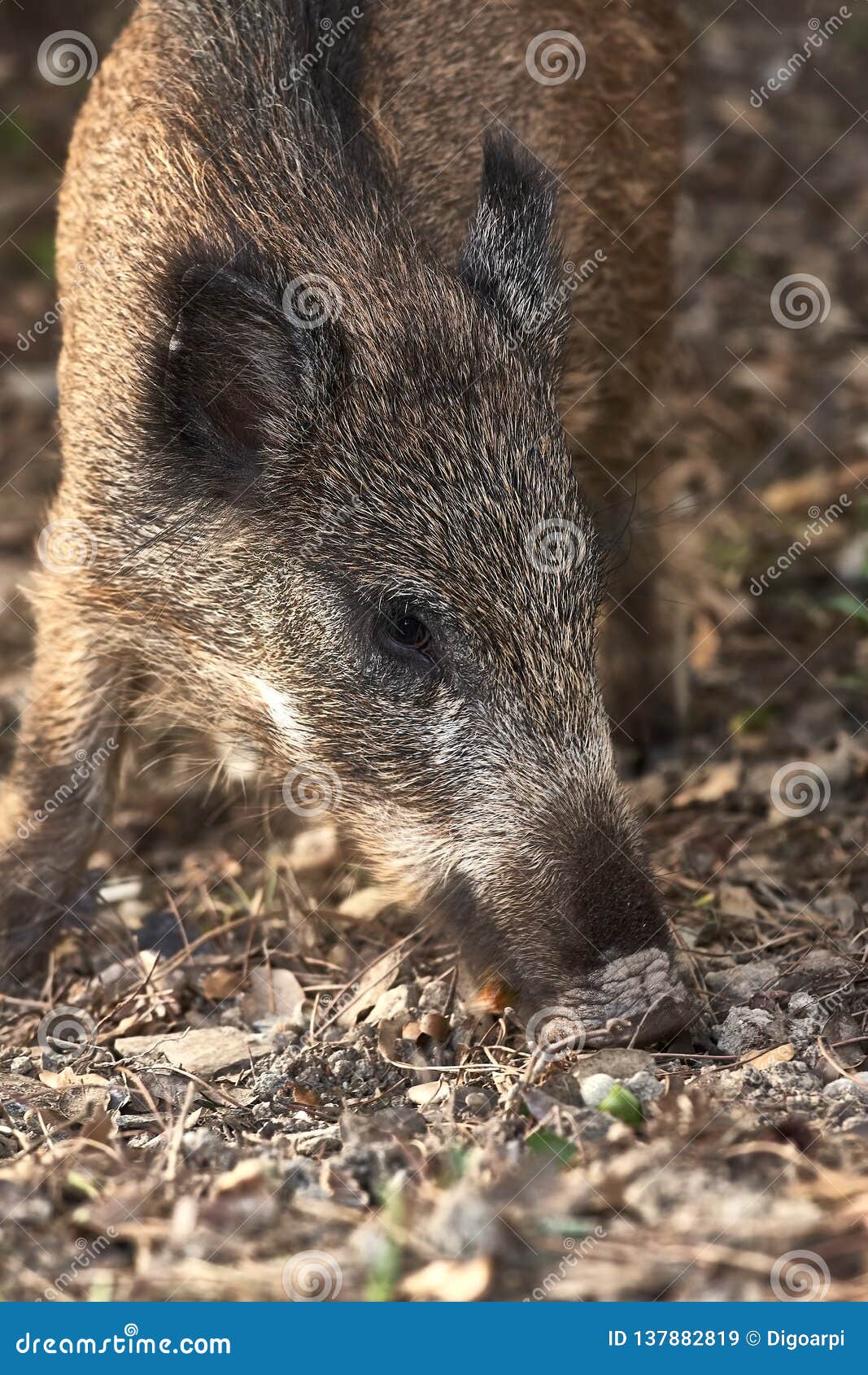 Close Up of Young Wild Boar on the Forest Stock Image - Image of baby ...
