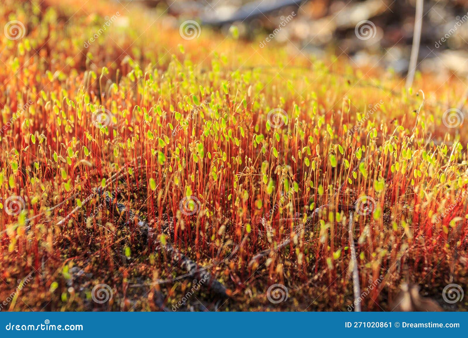 Close-up of Young Yellow Moss Growing in the Spring Forest. Stock Image ...