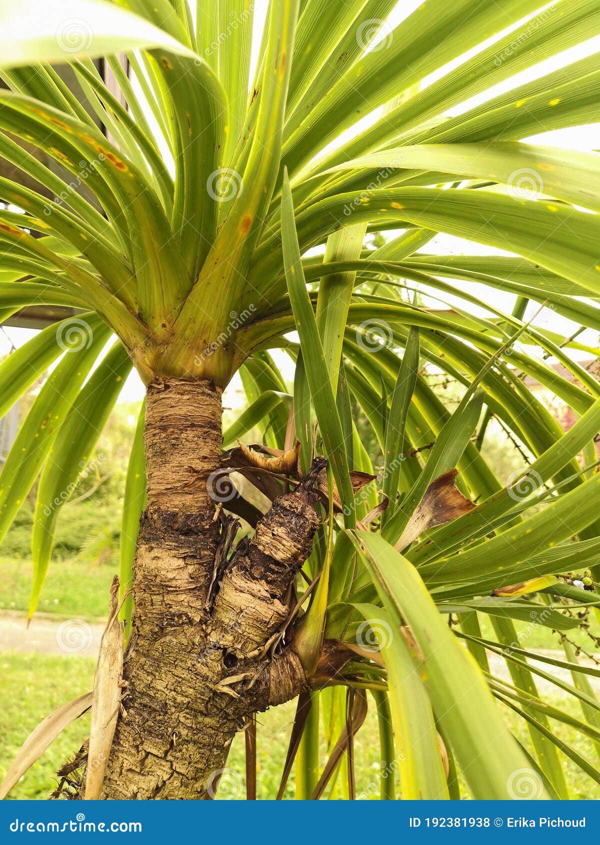 Close-up on a young Yucca stock photo. Image of vegetation - 192381938