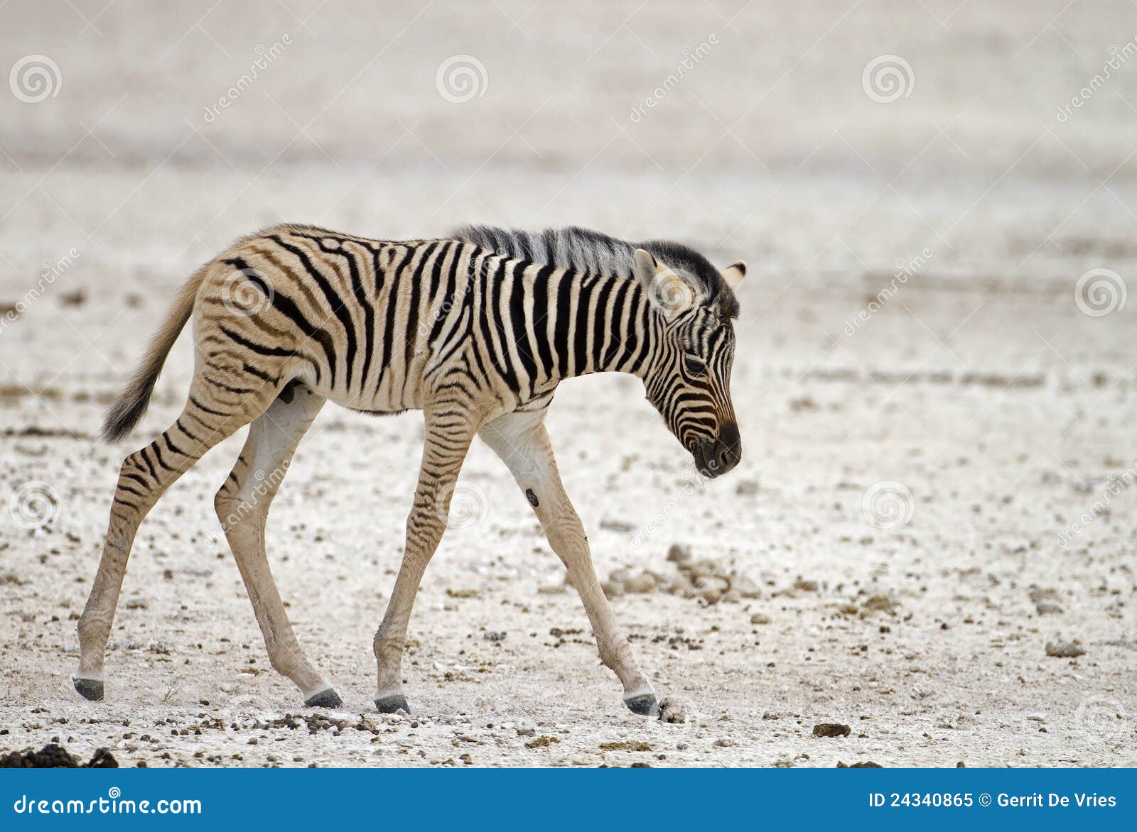 Close-up of a young zebra stock image. Image of baby - 24340865