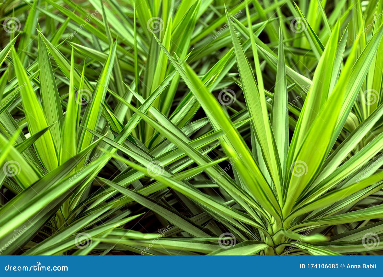 Close Up Yucca Plant. Green Grass Background. Stock Image - Image of ...