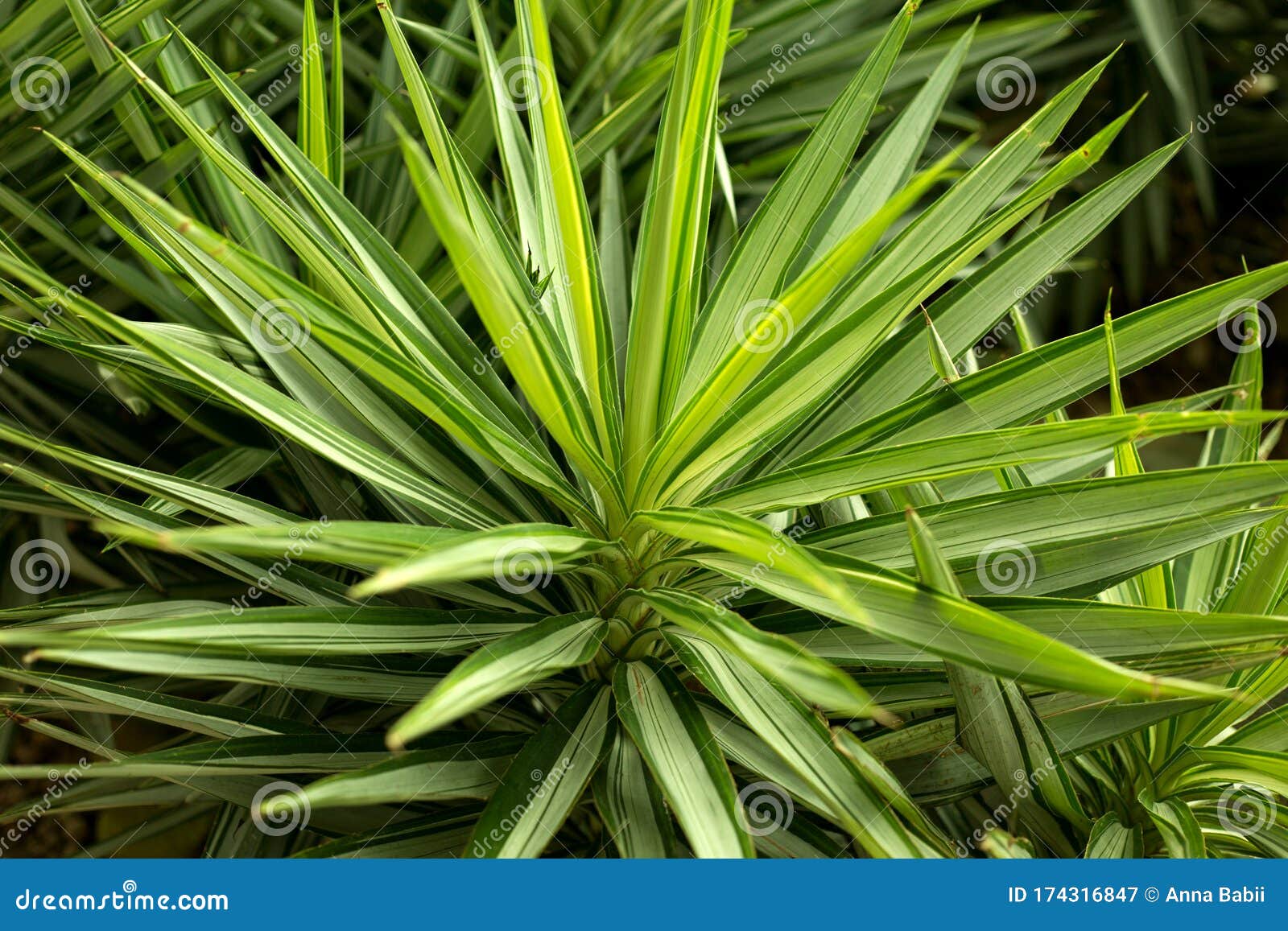 Close Up Yucca Plant. Green Grass Background. Stock Image - Image of ...