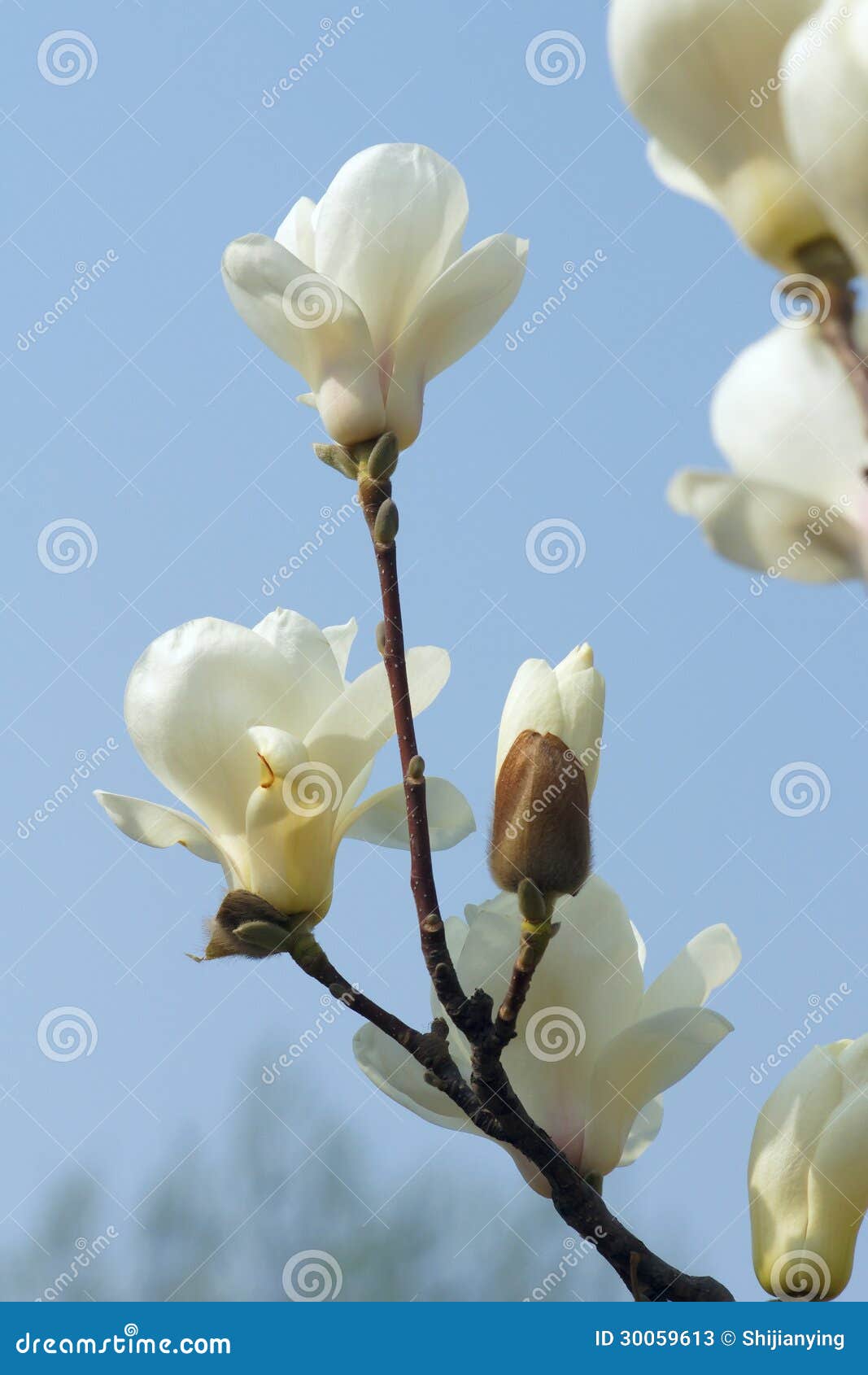 Yulan flower stock image. Image of blooming, denudata - 30059613