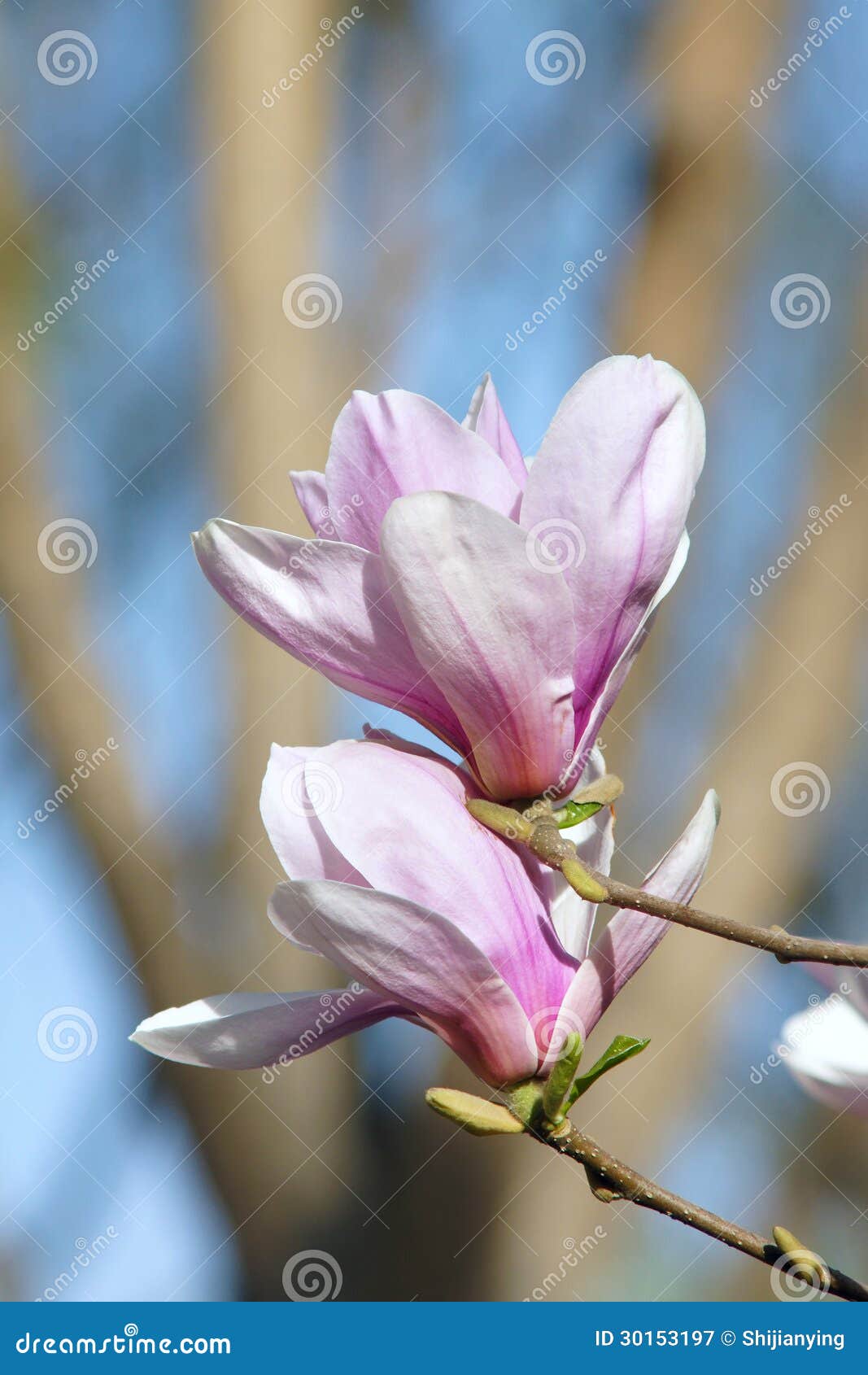 Yulan flower stock image. Image of pink, closeup, blossom - 30153197