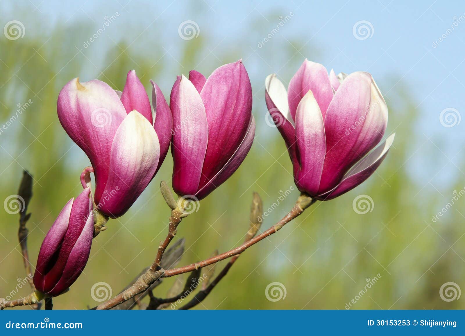 Yulan flower stock image. Image of close, denudata, yulan - 30153253