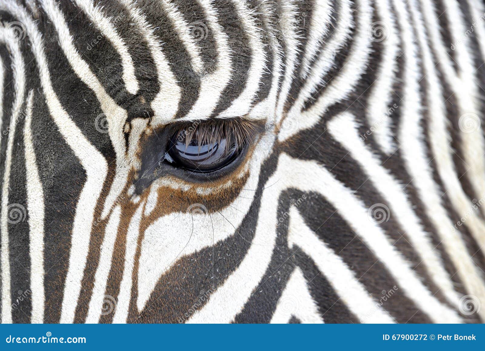 Close up of a zebra stock photo. Image of herd, closeup - 67900272
