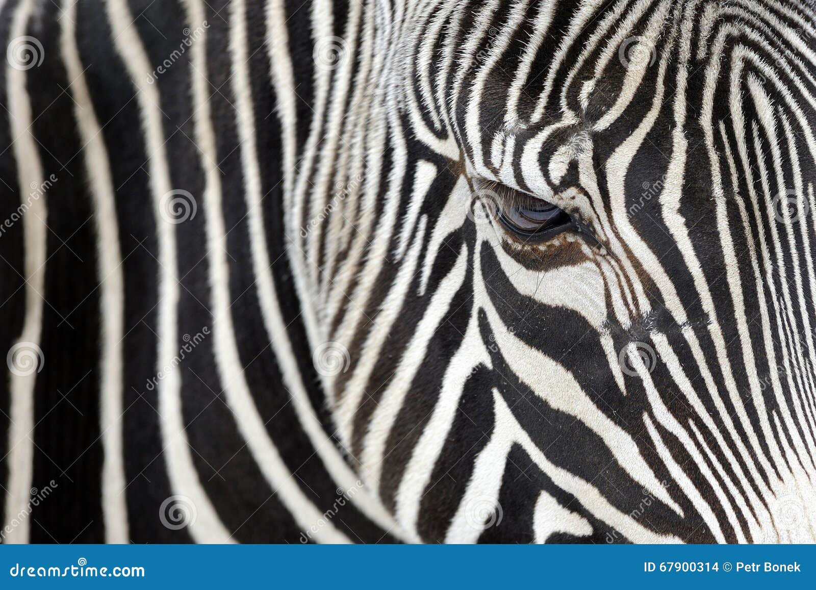 Close up of a zebra stock photo. Image of safari, mammal - 67900314