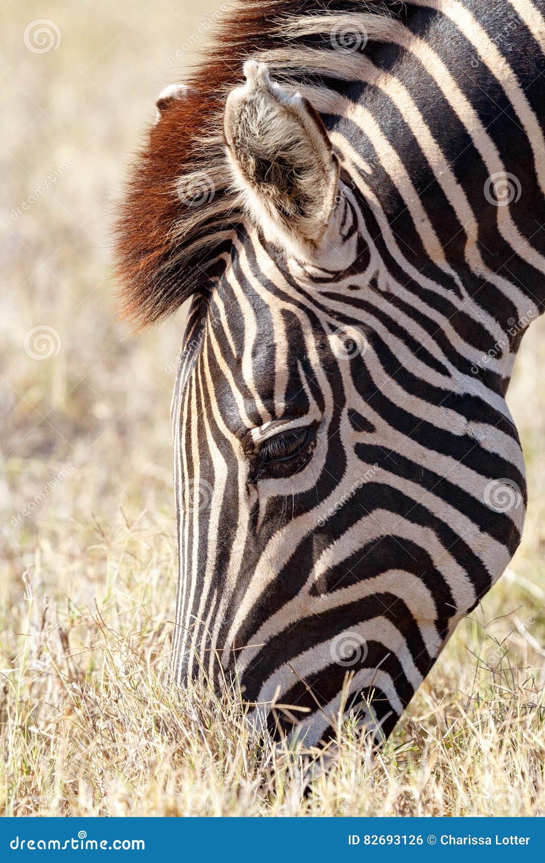 Close Up of a Zebra Eating Grass Stock Photo - Image of africa ...