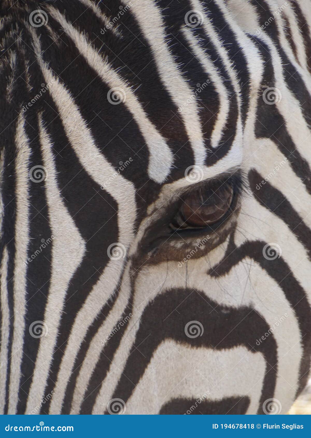 578 Close Up Zebra Eye Photos - Free & Royalty-Free Stock Photos from ...