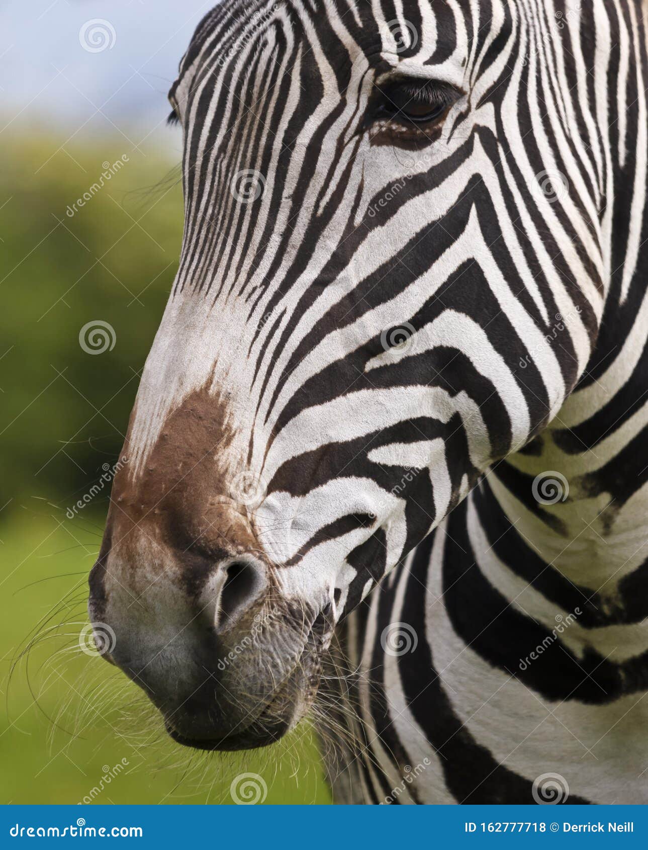 A Close Up of a Zebra Face and Whiskered Muzzle, Equus Grevyi Stock ...