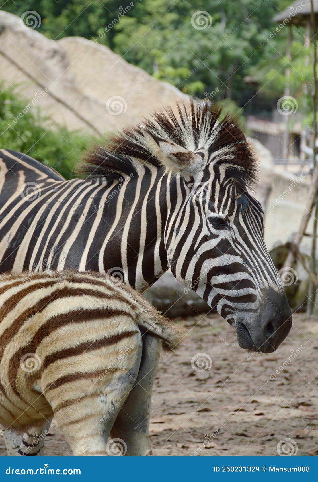 Zebra in the forest stock illustration. Illustration of head - 260231329
