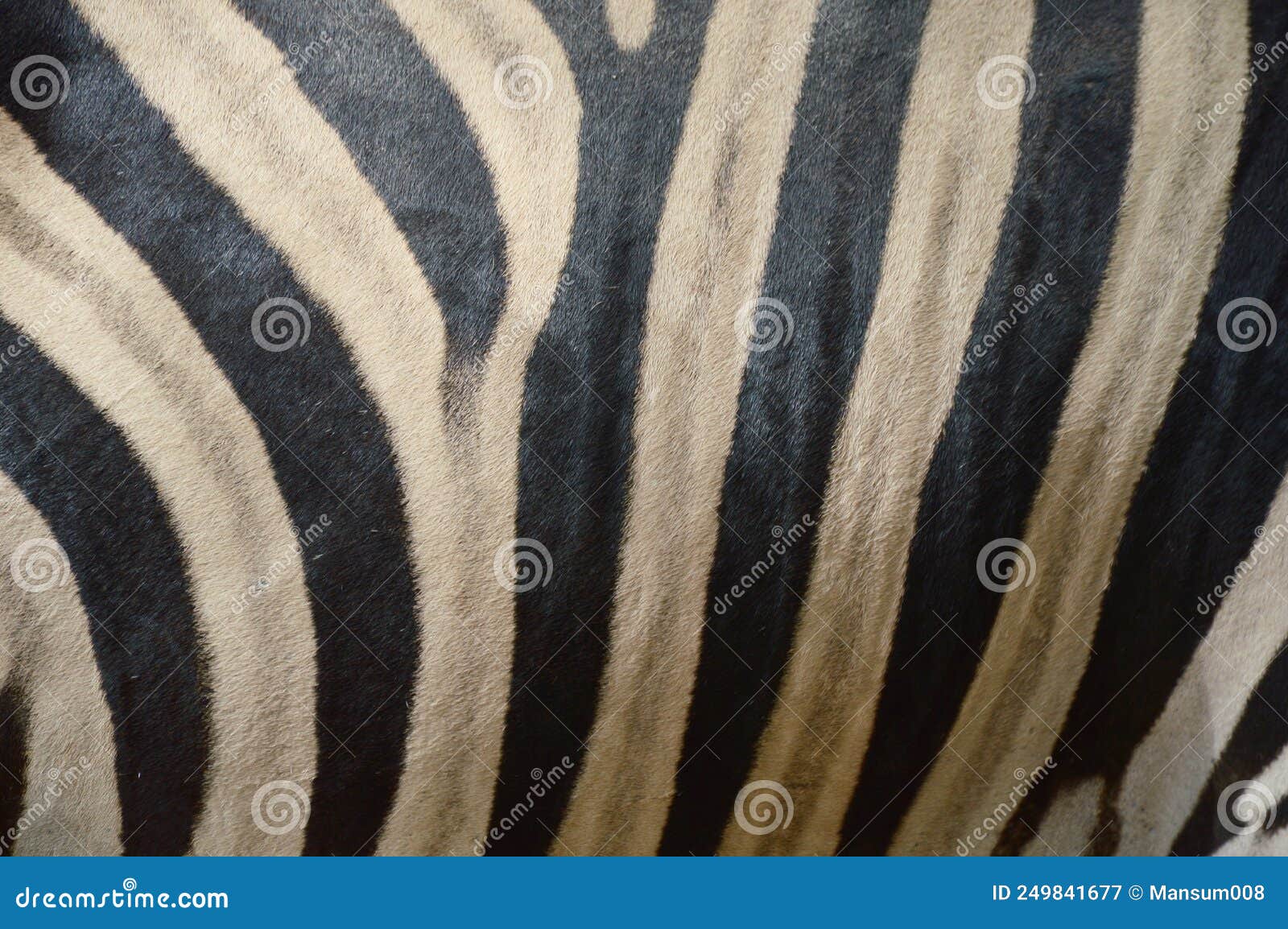 Zebra fur texture stock image. Image of backdrop, mammal - 249841677
