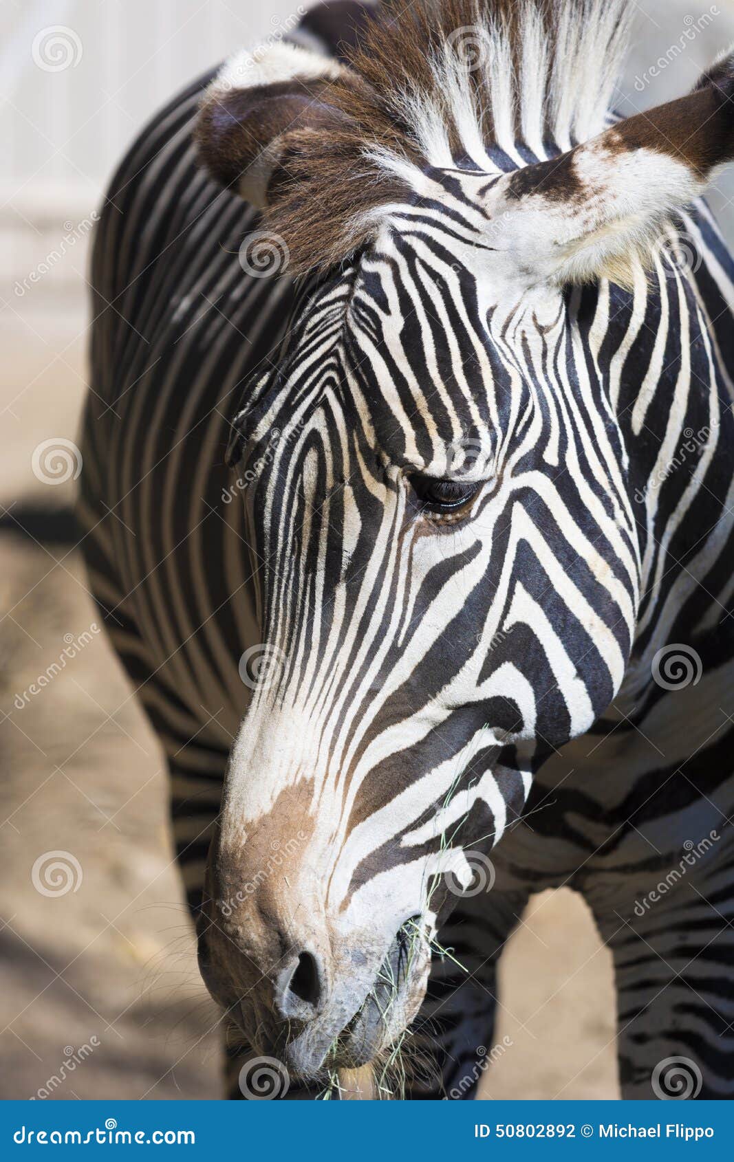 Close- up of zebra head stock photo. Image of white, africa - 50802892
