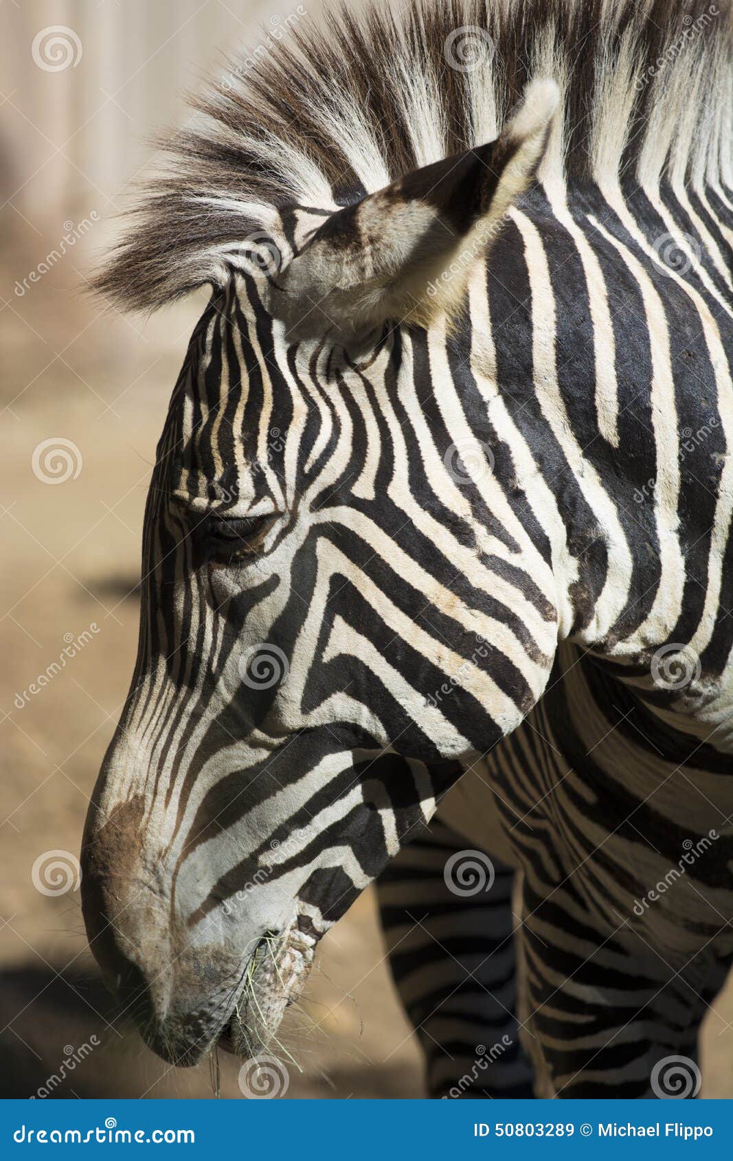 Close- up of zebra head stock image. Image of zebra, nature - 50803289