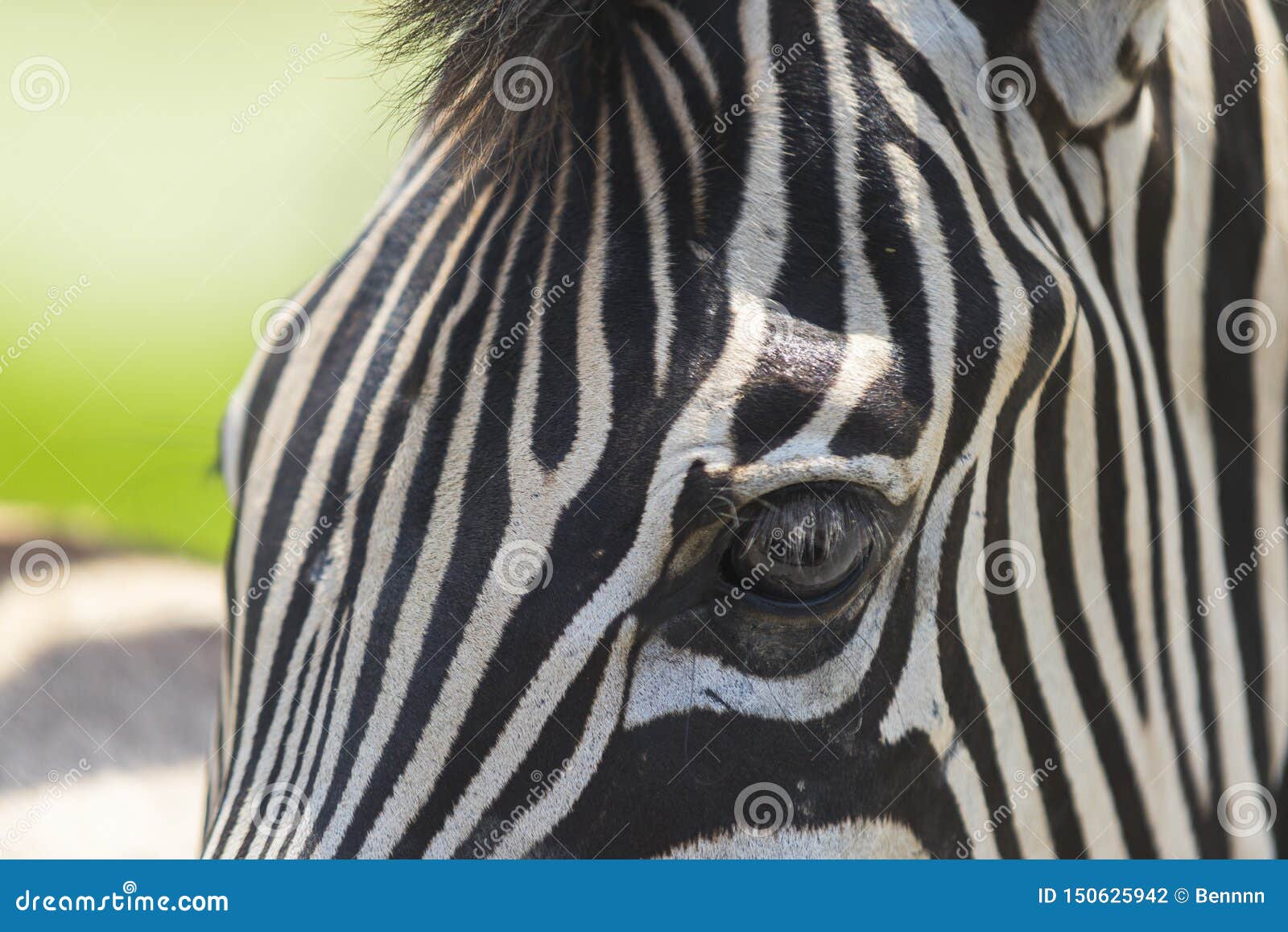 Close up of Zebra head stock photo. Image of print, natural - 150625942