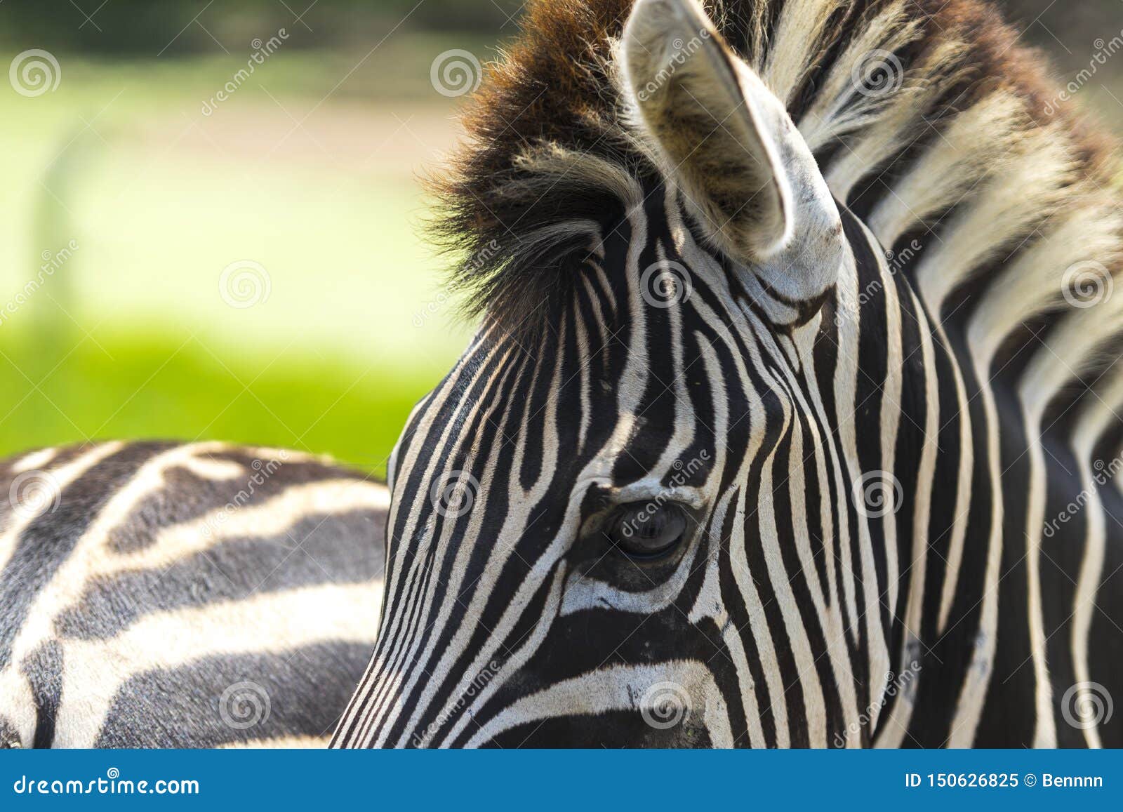 Close up of Zebra head stock image. Image of natural - 150626825